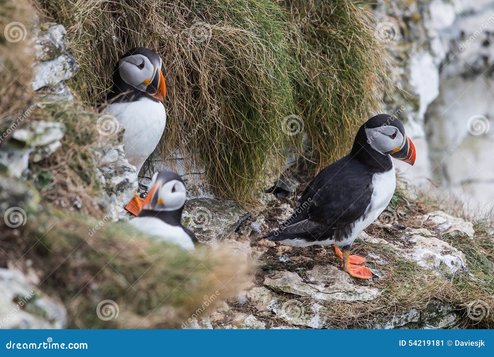 Puffins stock image. Image of alcidae, nesting, charadriiformes - 54219181