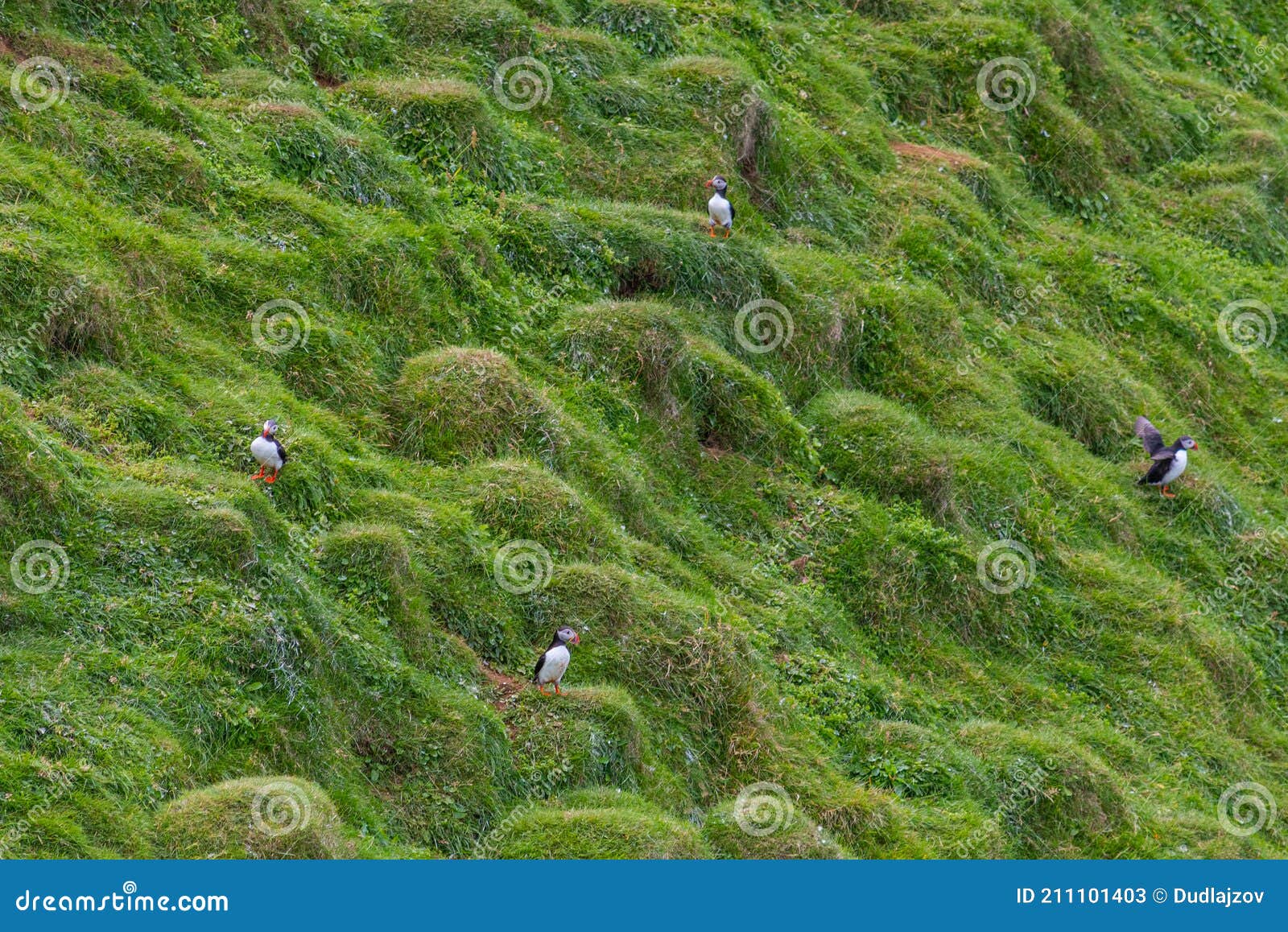 Puffins Nesting at Heimaey Island on Iceland Stock Image - Image of ...
