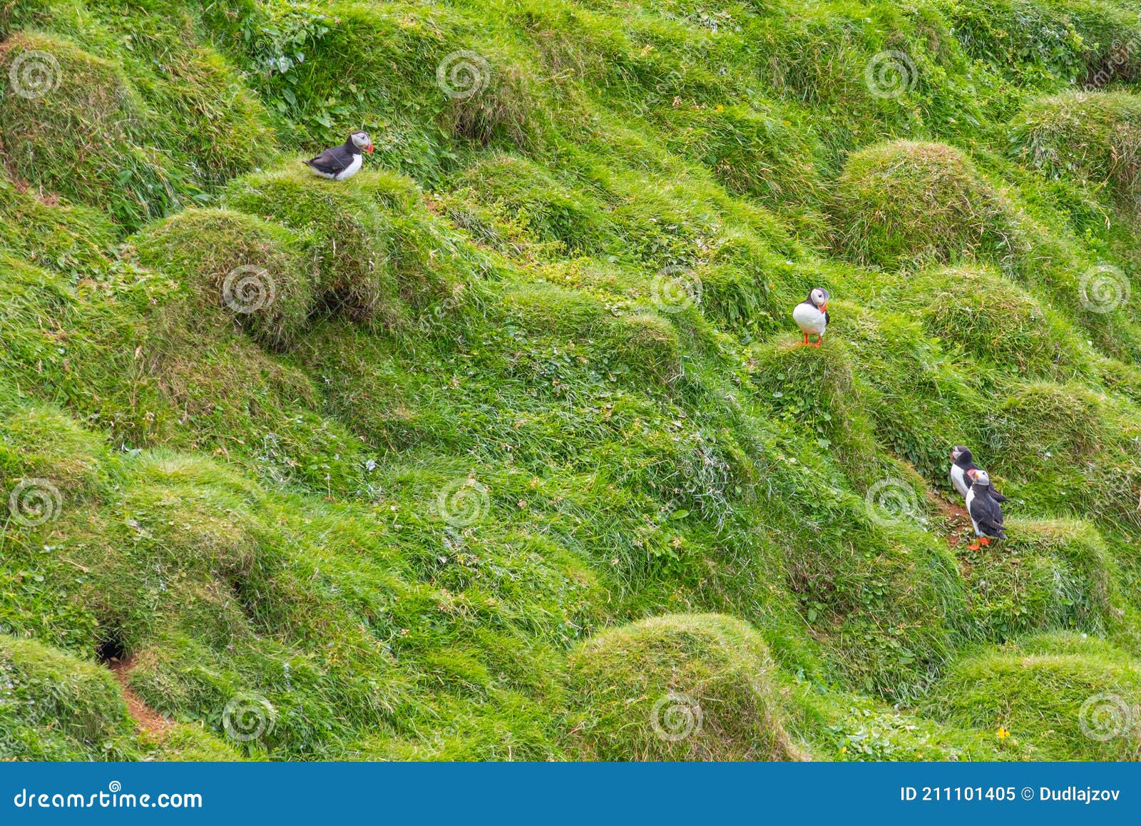 Puffins Nesting At Heimaey Island On Iceland Royalty-Free Stock Photo ...