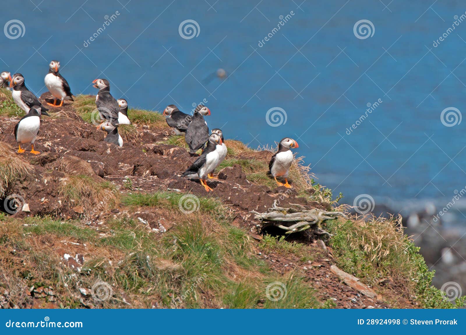 Puffins on a Nesting Island Stock Photo - Image of arctica, scenic ...