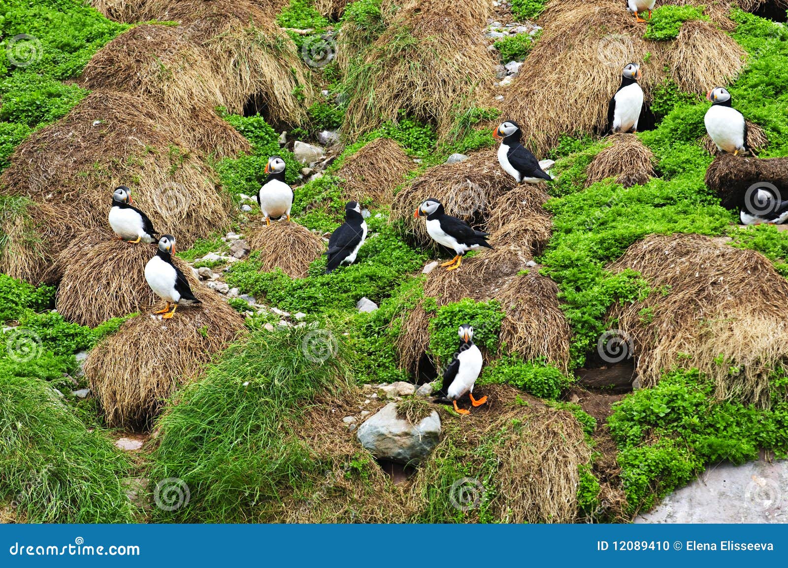 Puffins Nesting In Newfoundland Stock Photo - Image: 12089410