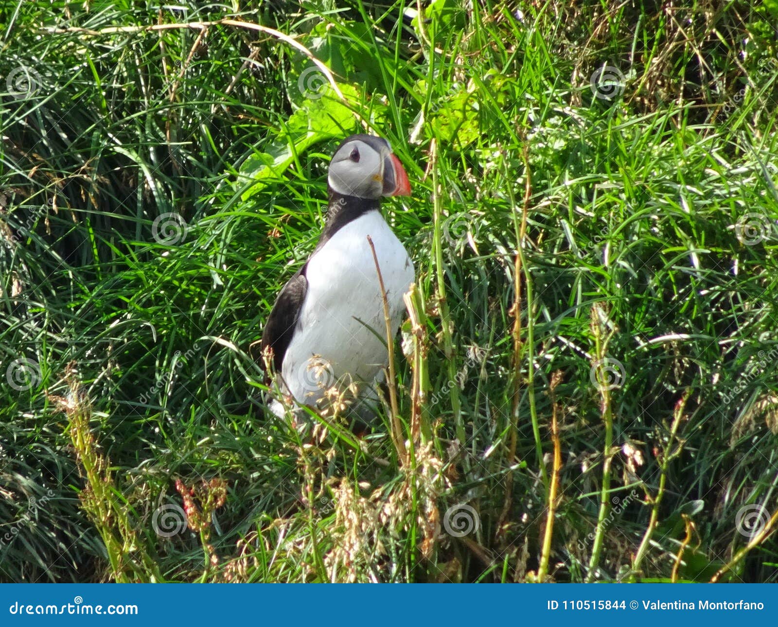 A Member of a Puffin Colony Stock Photo - Image of food, northern ...