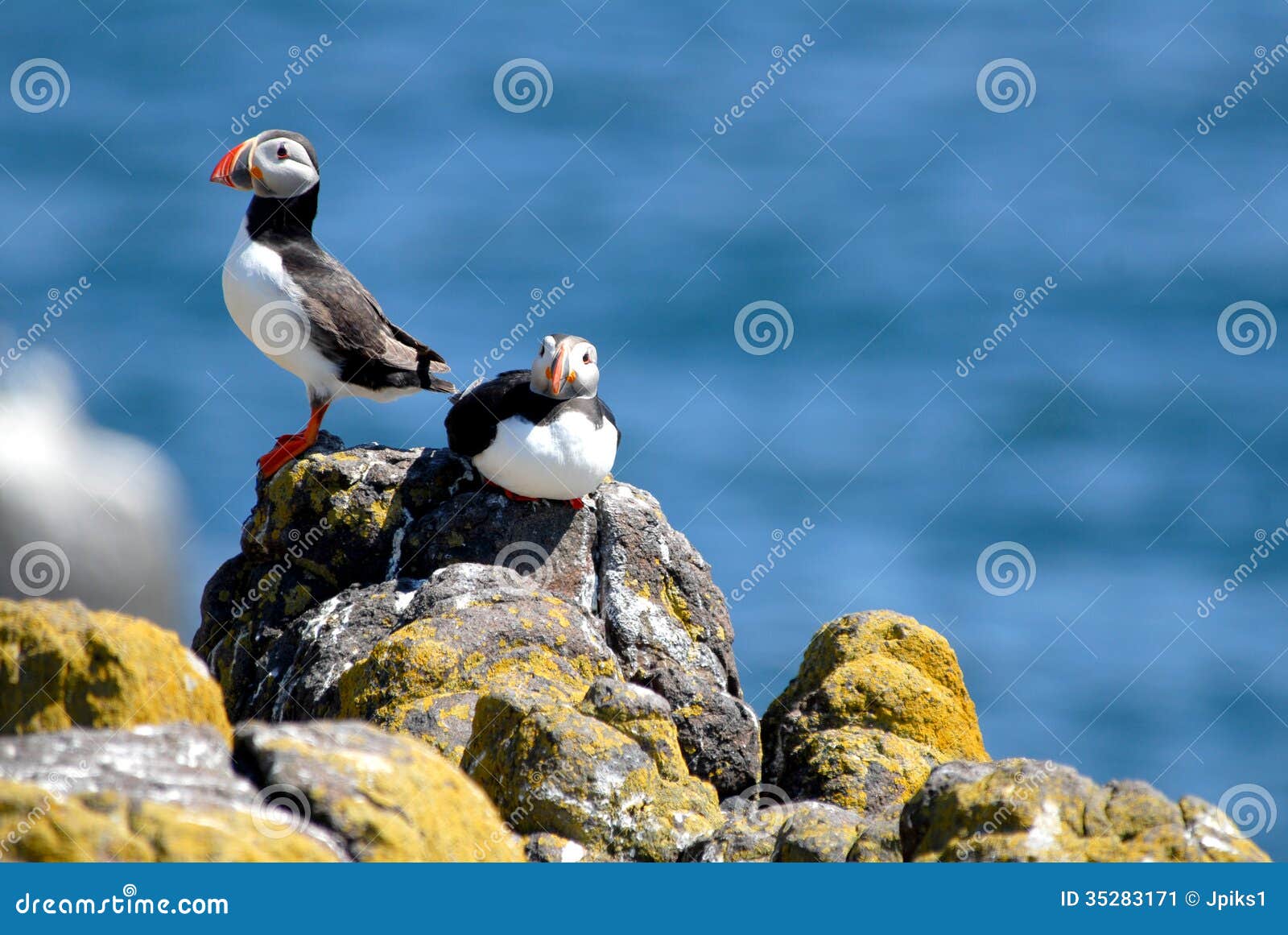 Puffins resting on rocks stock image. Image of bird, scotland - 35283171