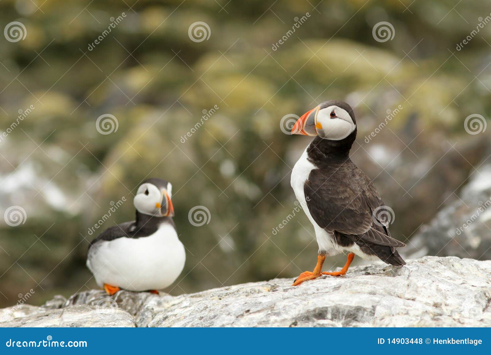 Puffins on a rock stock photo. Image of fauna, animal - 14903448