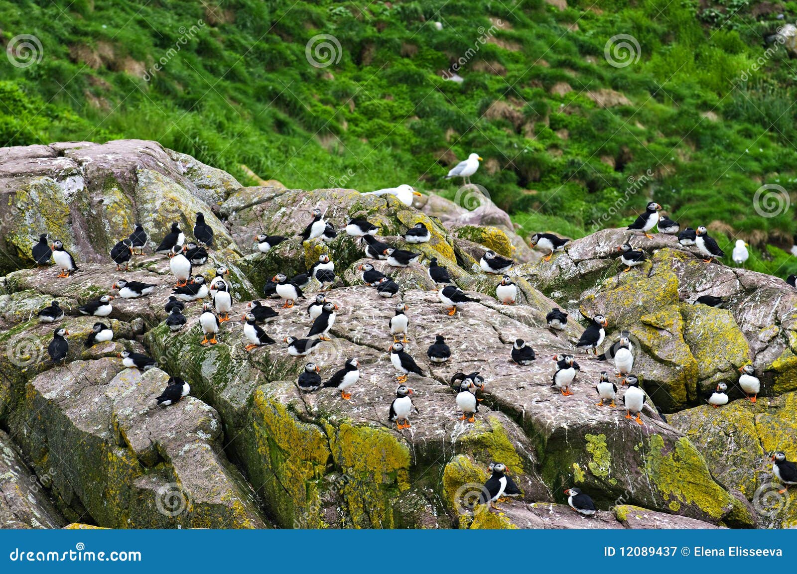 Puffins on Rocks in Newfoundland Stock Image - Image of rocks, natural ...