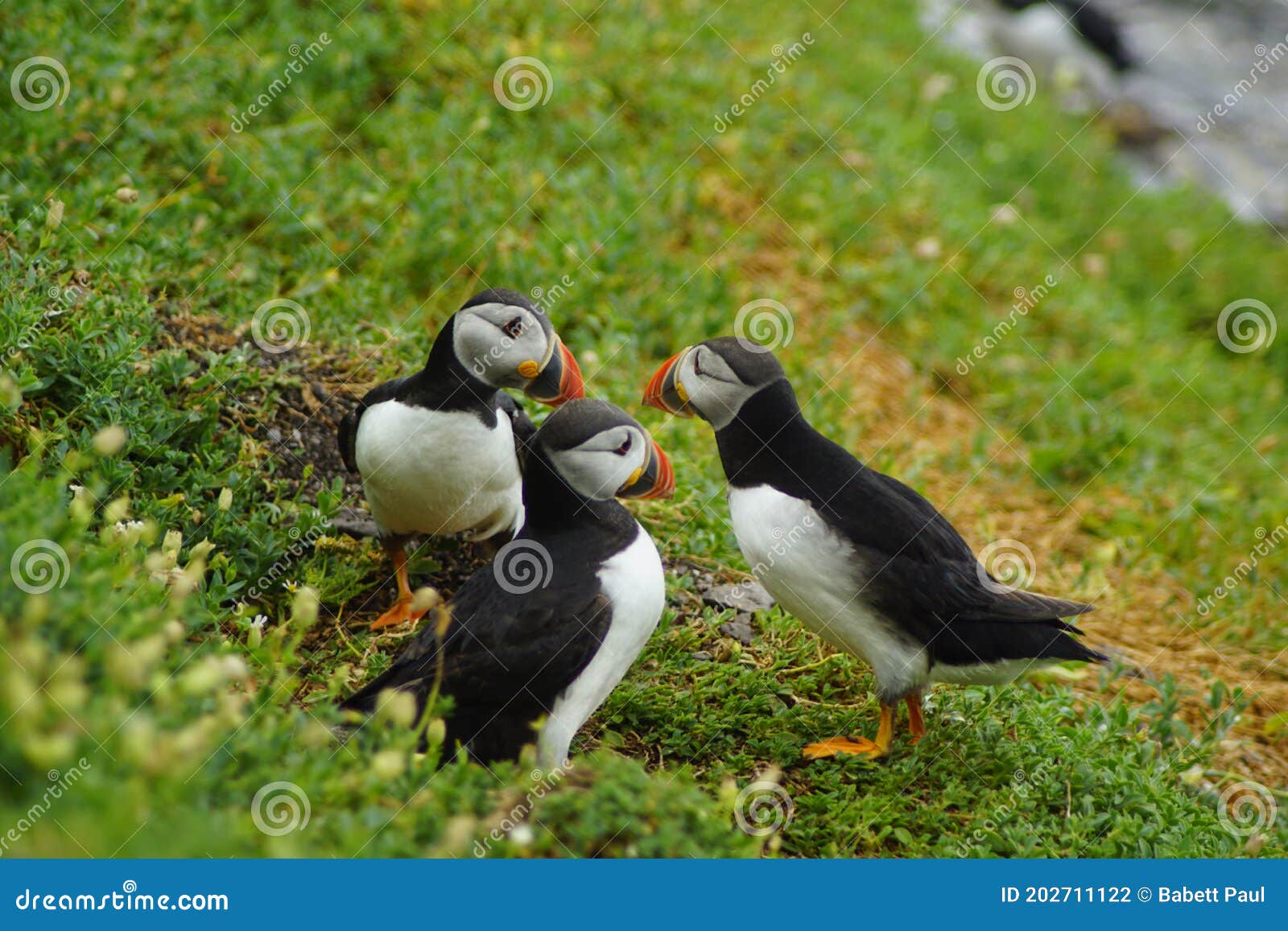Puffins at the Skellig Islands Stock Photo - Image of massive, puffins ...