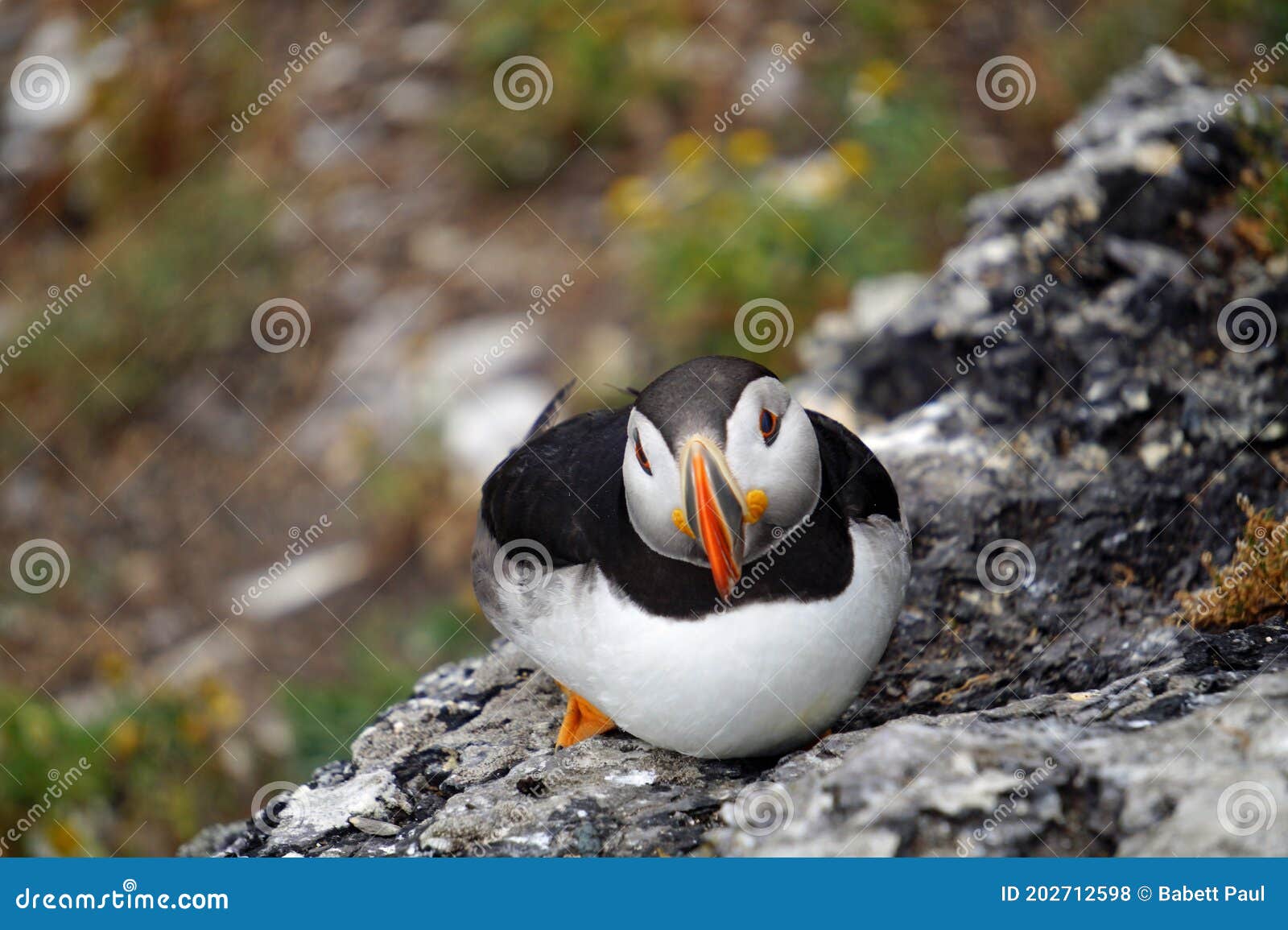 Puffins at the Skellig Islands Stock Photo - Image of massive, puffin ...