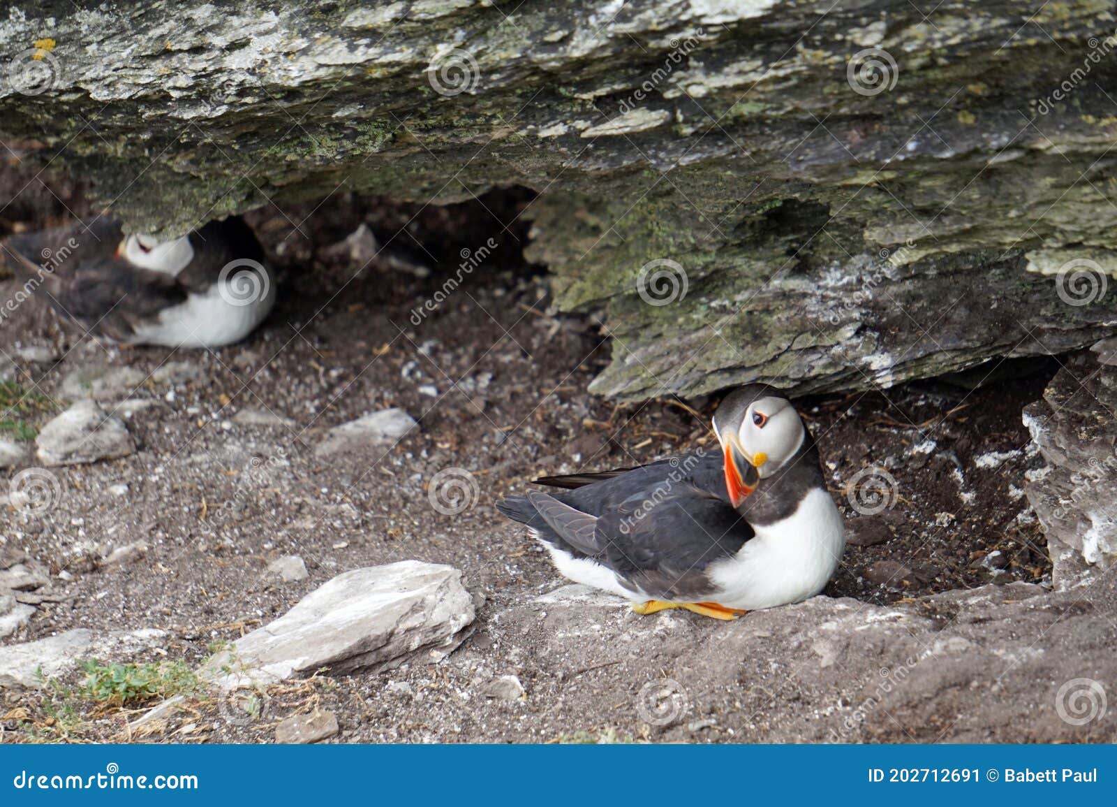 Puffins at the Skellig Islands Stock Image - Image of island, atlantic ...