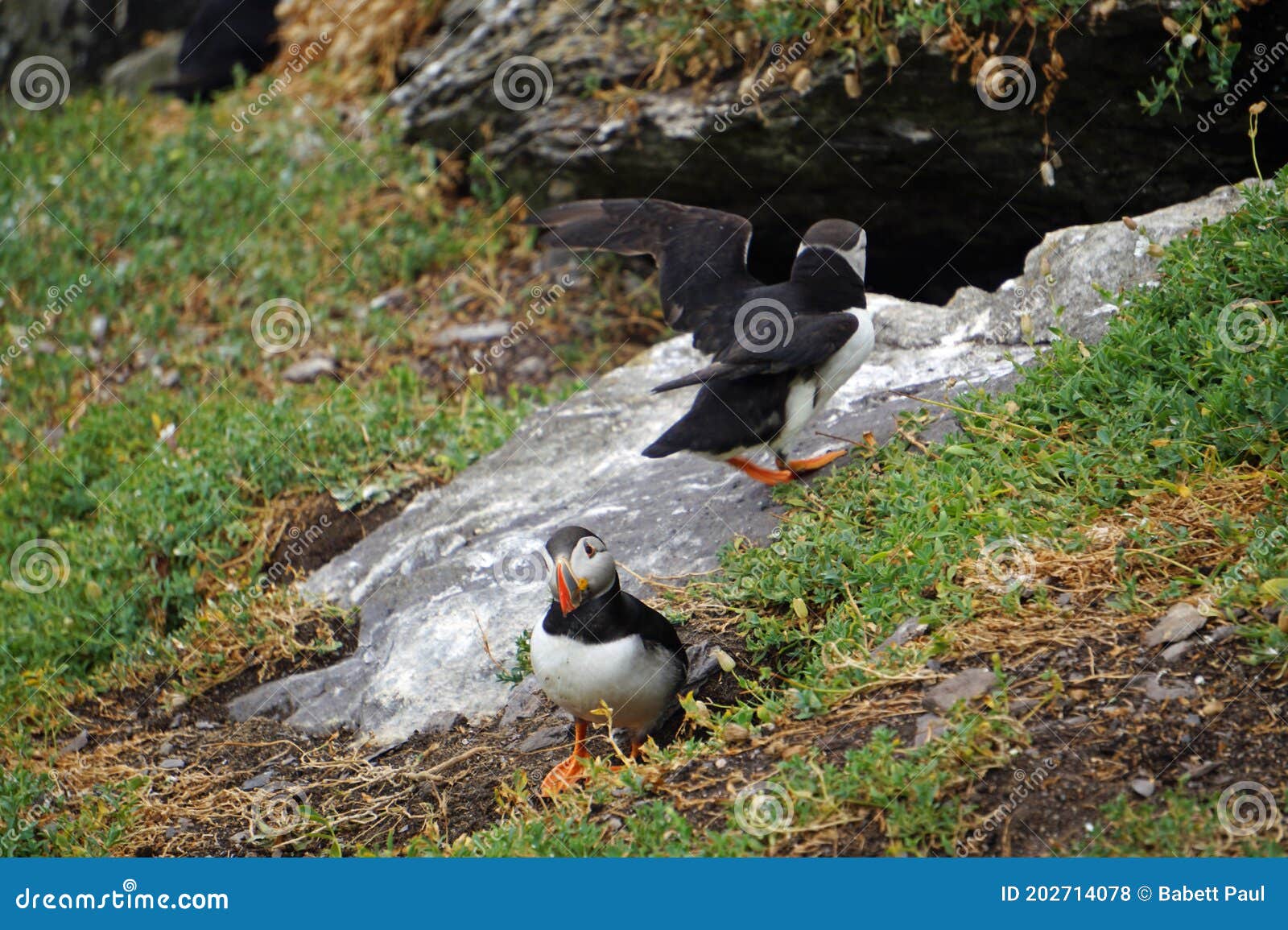 Puffins at the Skellig Islands Stock Photo - Image of sceilig, colony ...
