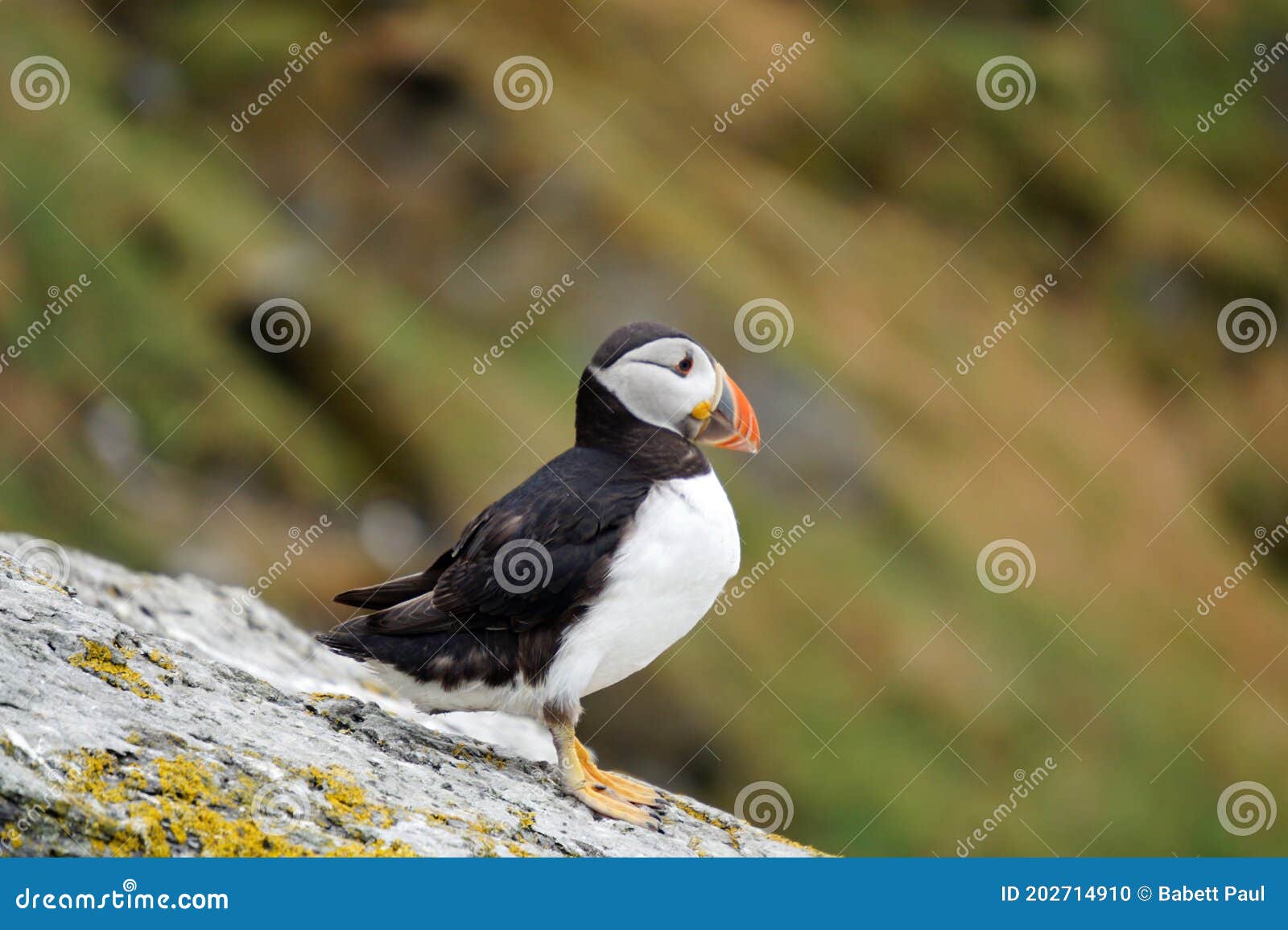 Puffins at the Skellig Islands Stock Photo - Image of birds, puffins ...