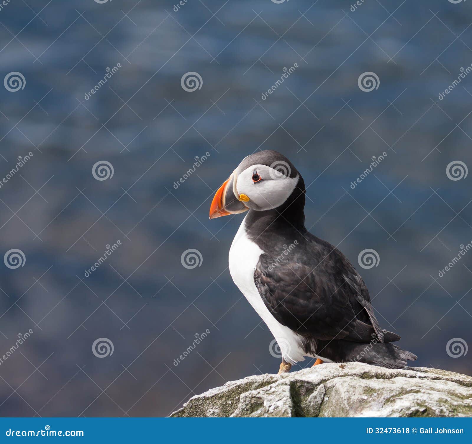 Puffins stock photo. Image of northumberland, trust, national - 32473618