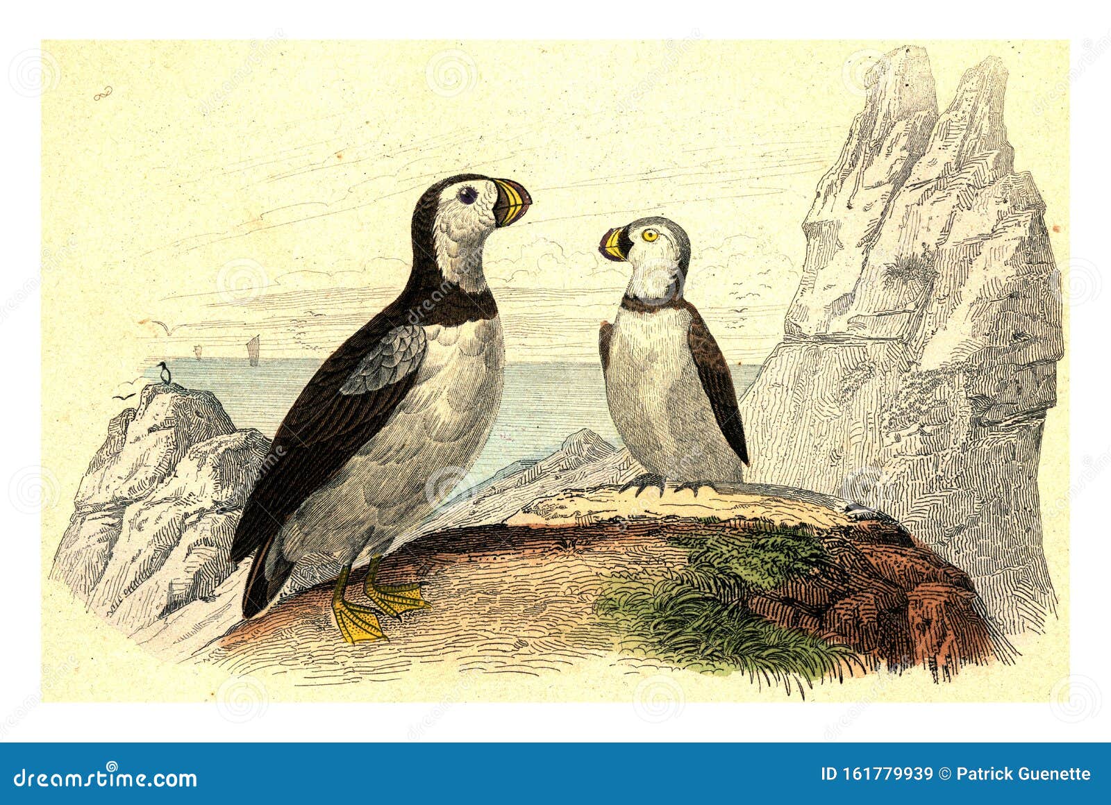 Puffins, vintage engraving stock illustration. Illustration of seabird ...