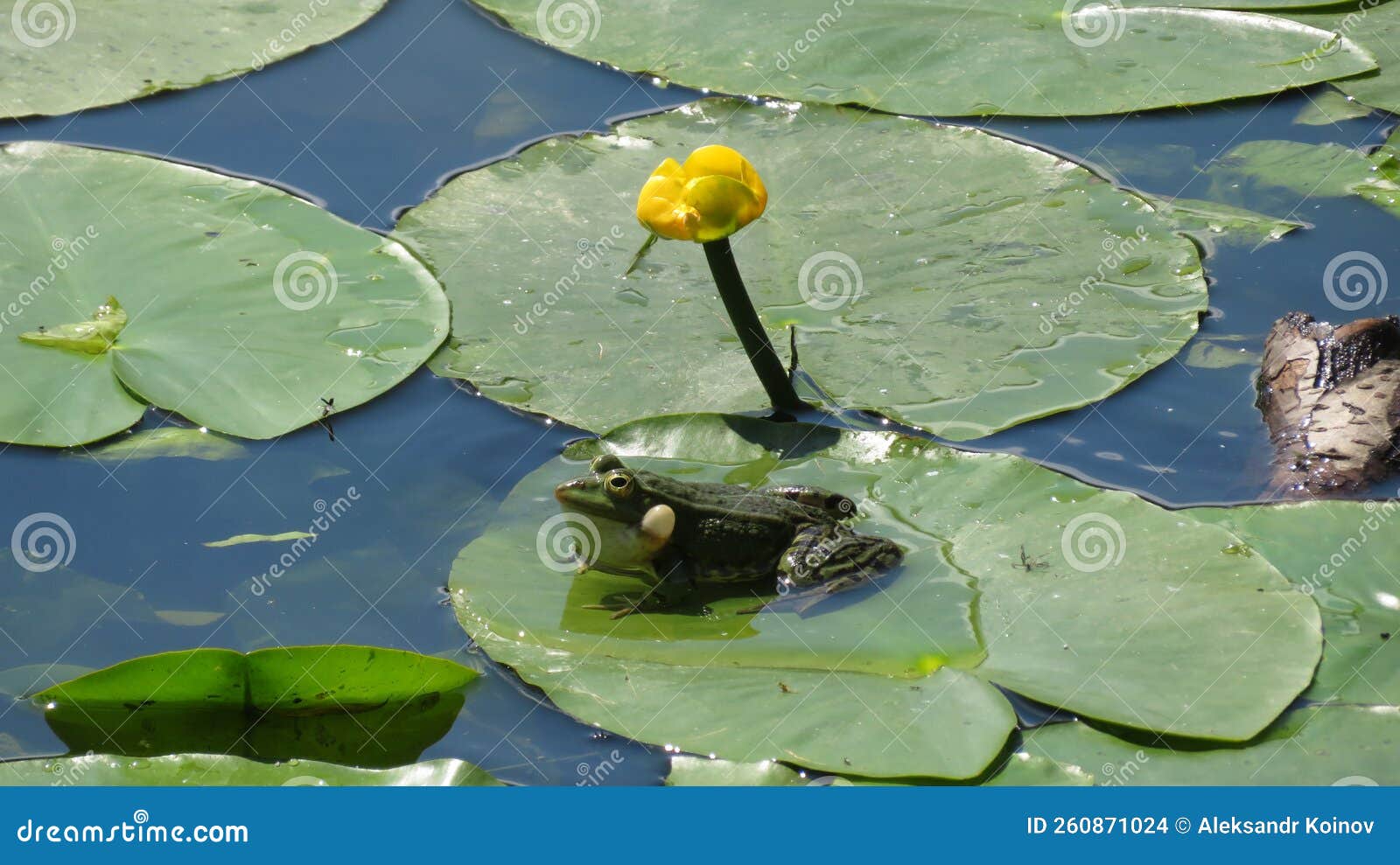 Puffy-cheeked Frog on the Surface of the Water Stock Photo - Image of ...