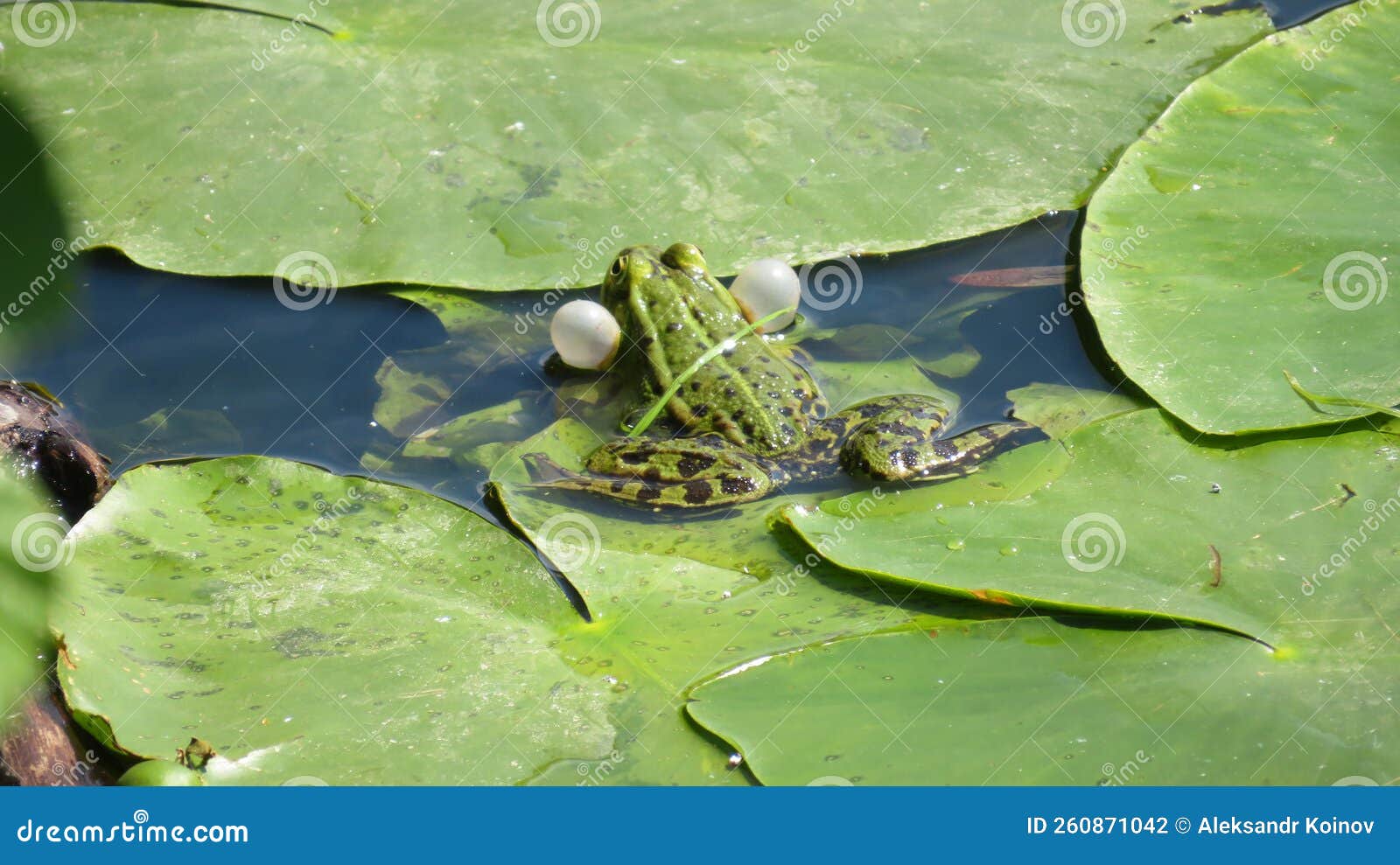 Puffy-cheeked Toad on the Lake Stock Photo - Image of insect, puffy ...