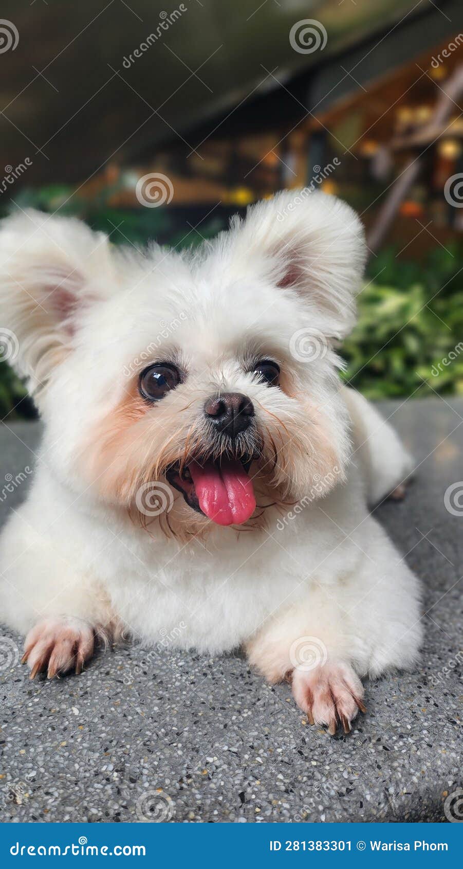 Puffy dog with smile stock image. Image of little, puffy - 281383301