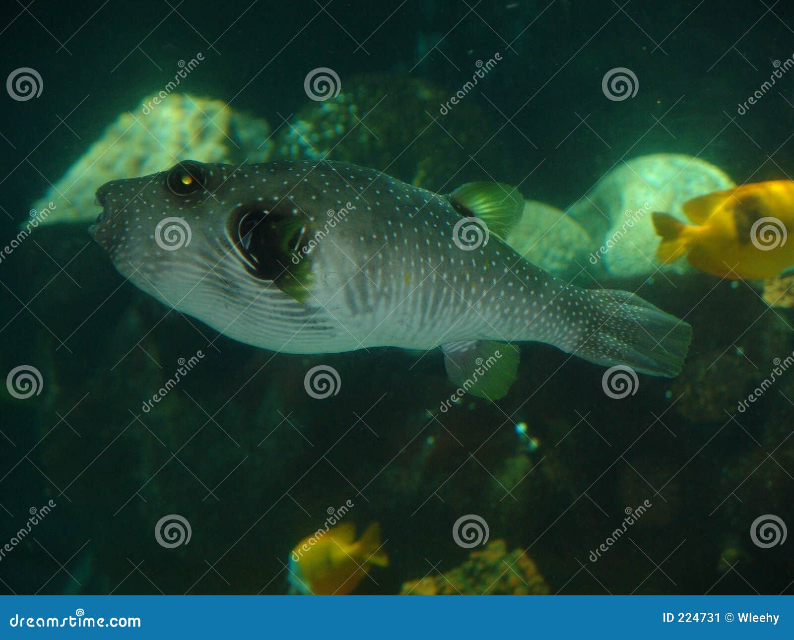 Puffy fish stock image. Image of saltwater, food, alert - 224731