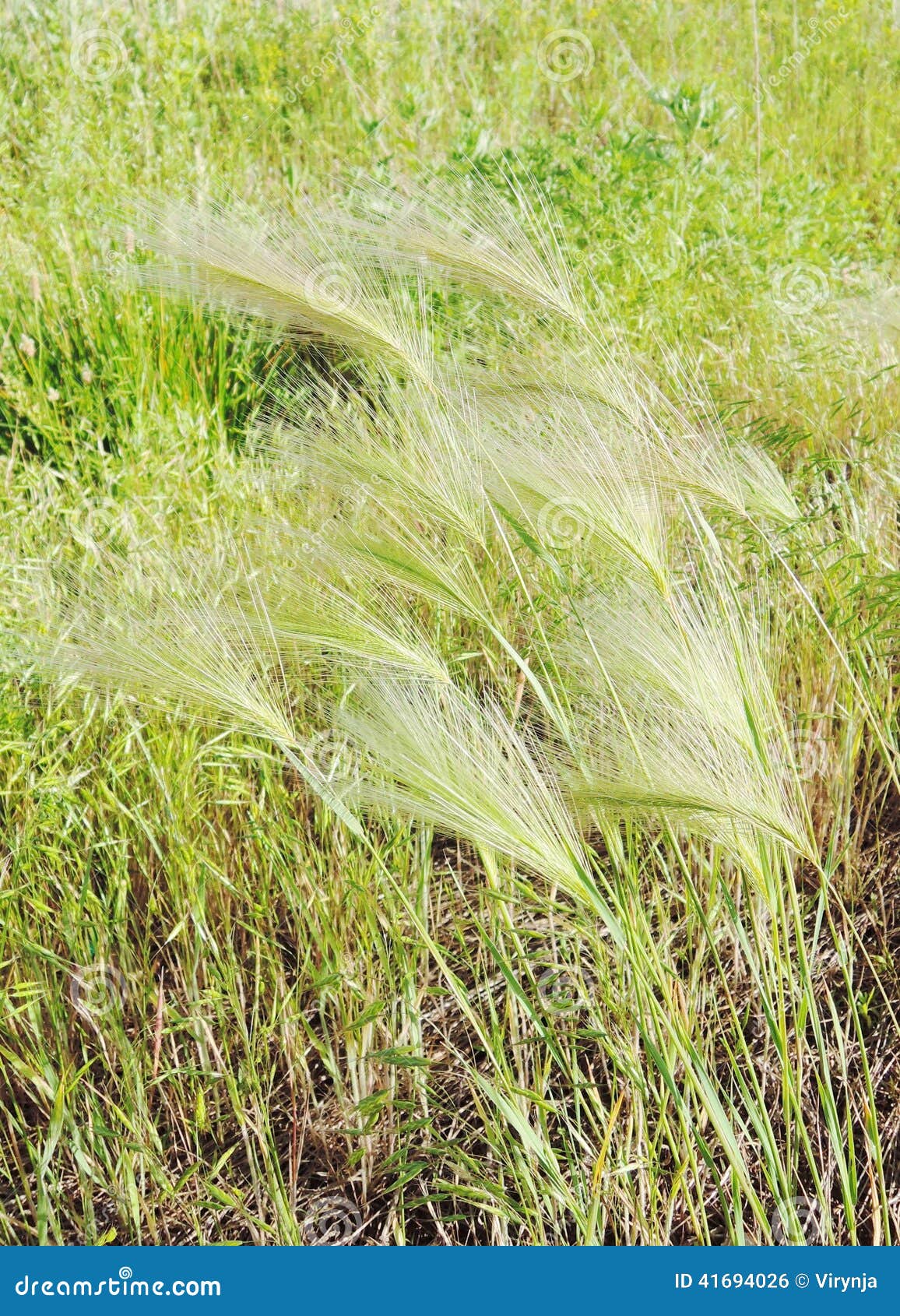 Puffy grass stock photo. Image of farm, grass, green - 41694026