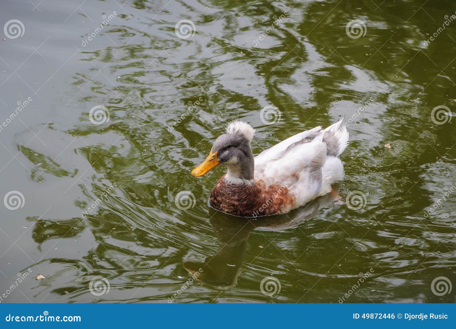 Puffy head duck stock photo. Image of scenics, outdoors - 49872446
