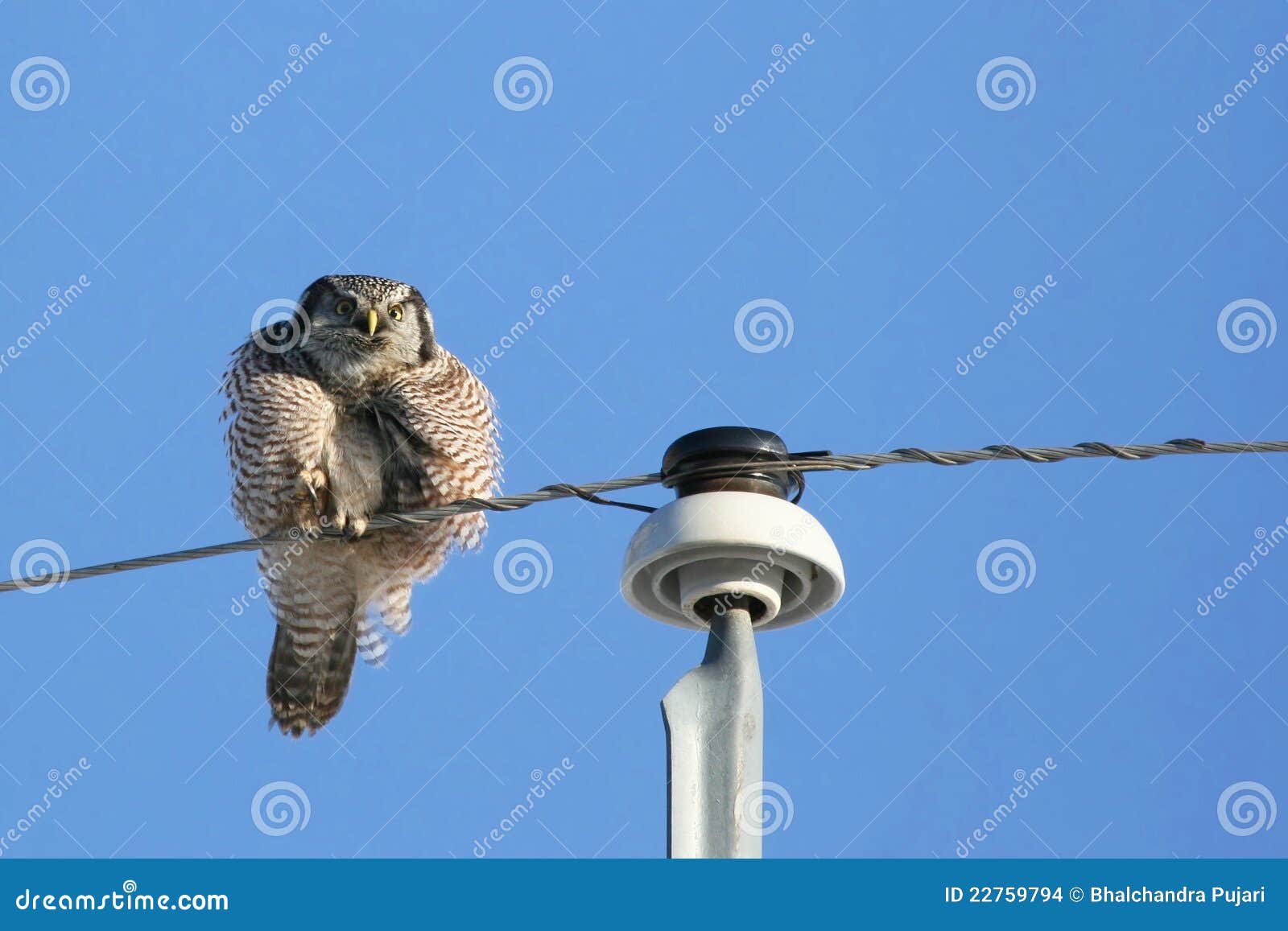 Puffy Northern Hawk Owl stock photo. Image of sitting - 22759794