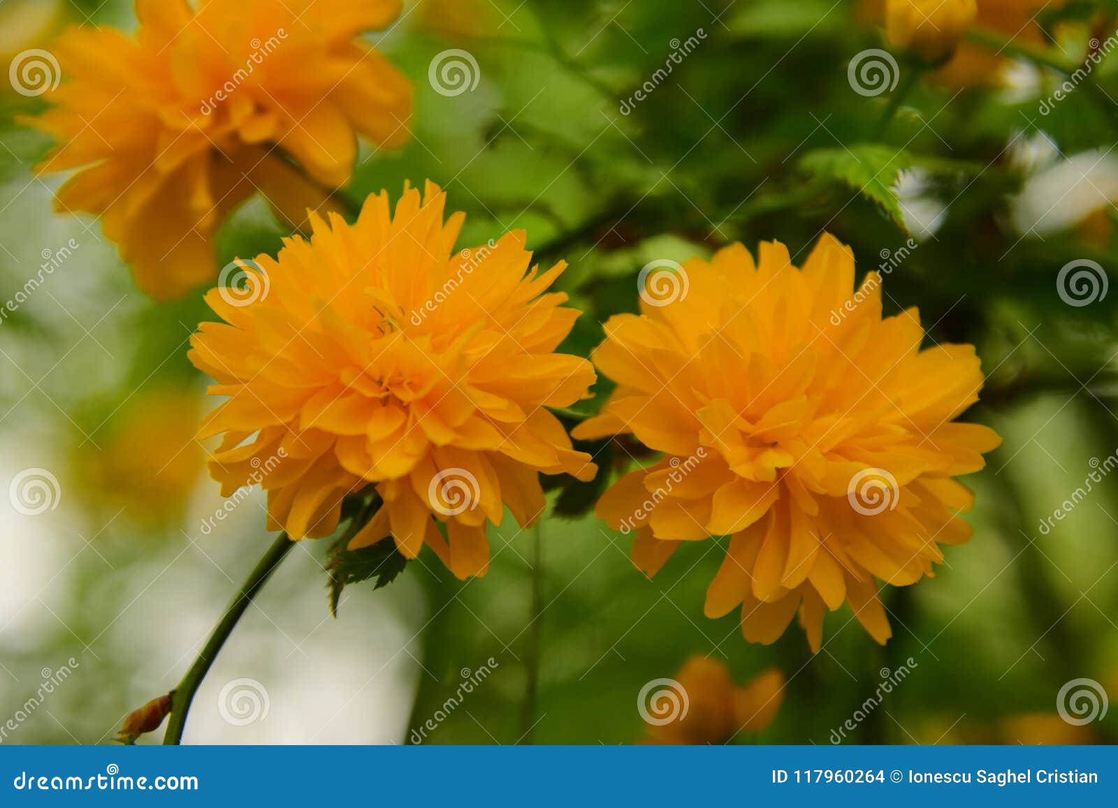 Orange and puffy stock photo. Image of flowers, huge - 117960264