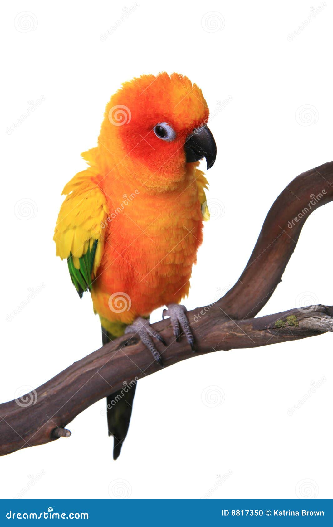 Puffy Sun Conure Parrot Bird Stock Photo - Image of white, beak: 8817350