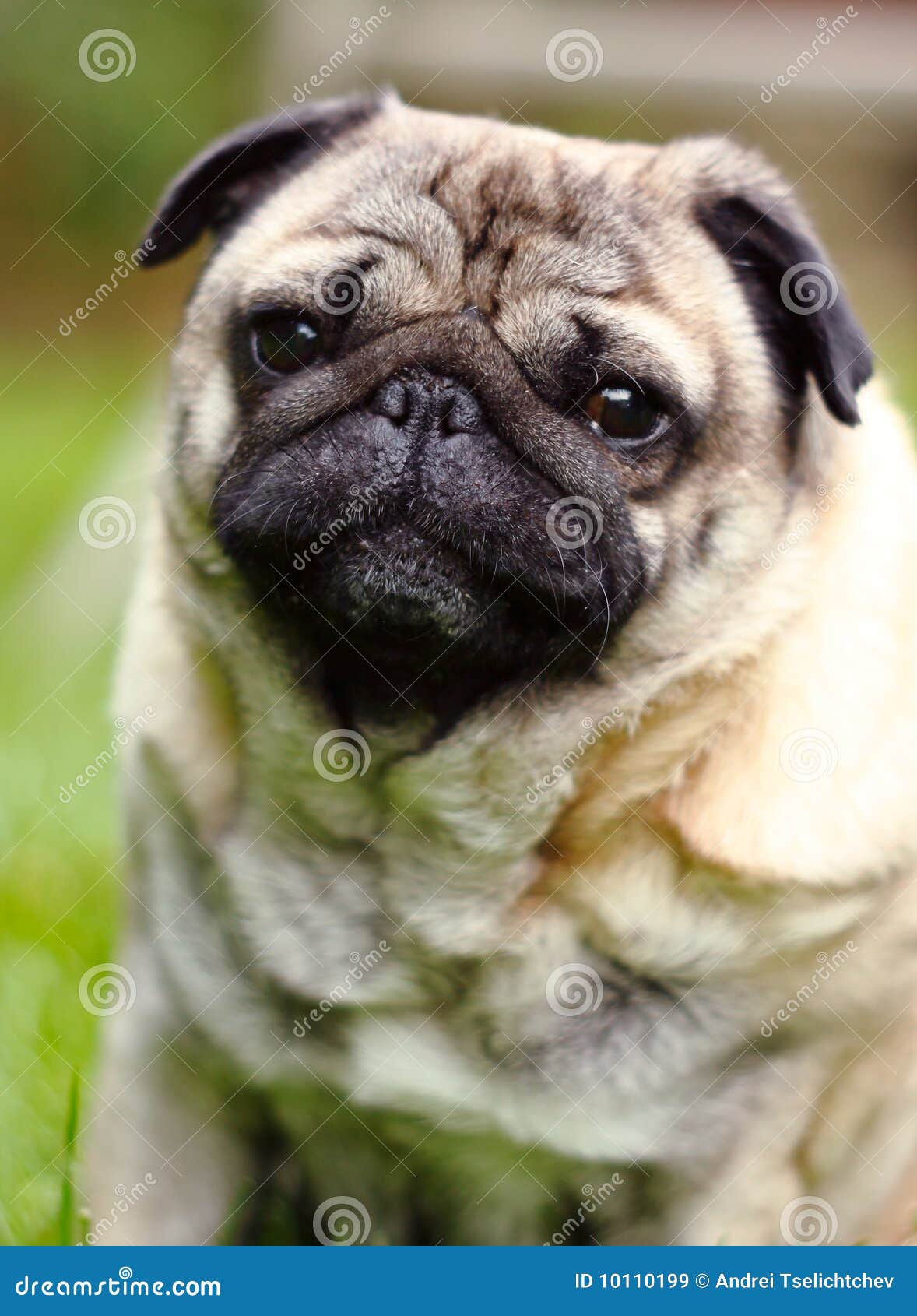 Pug stock image. Image of male, canine, sadness, depression - 10110199