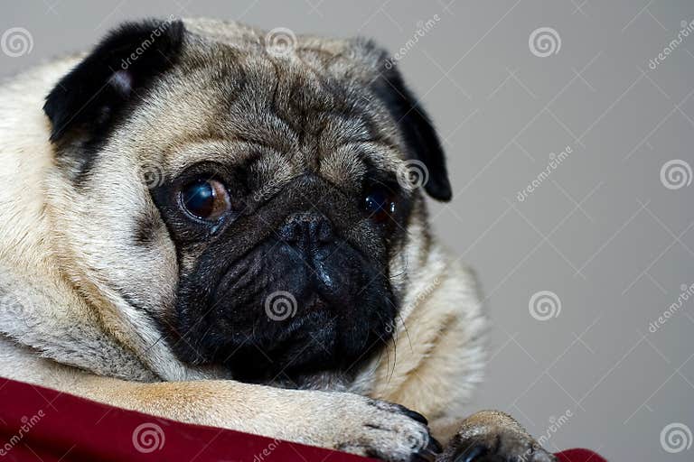 Pug stock photo. Image of boxer, purebred, depression - 10810648