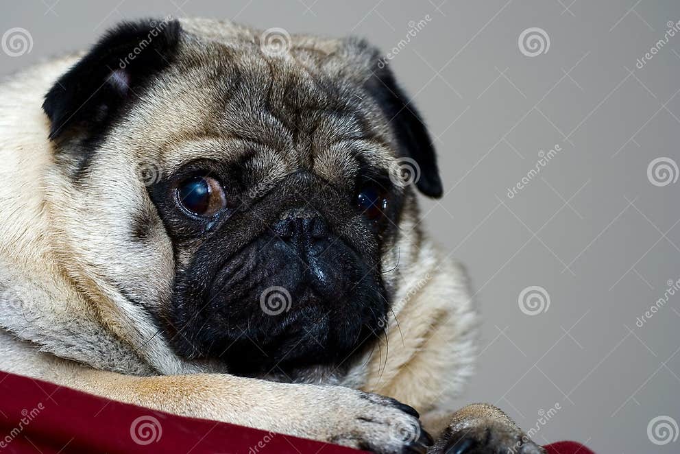 Pug stock photo. Image of boxer, purebred, depression - 10810648