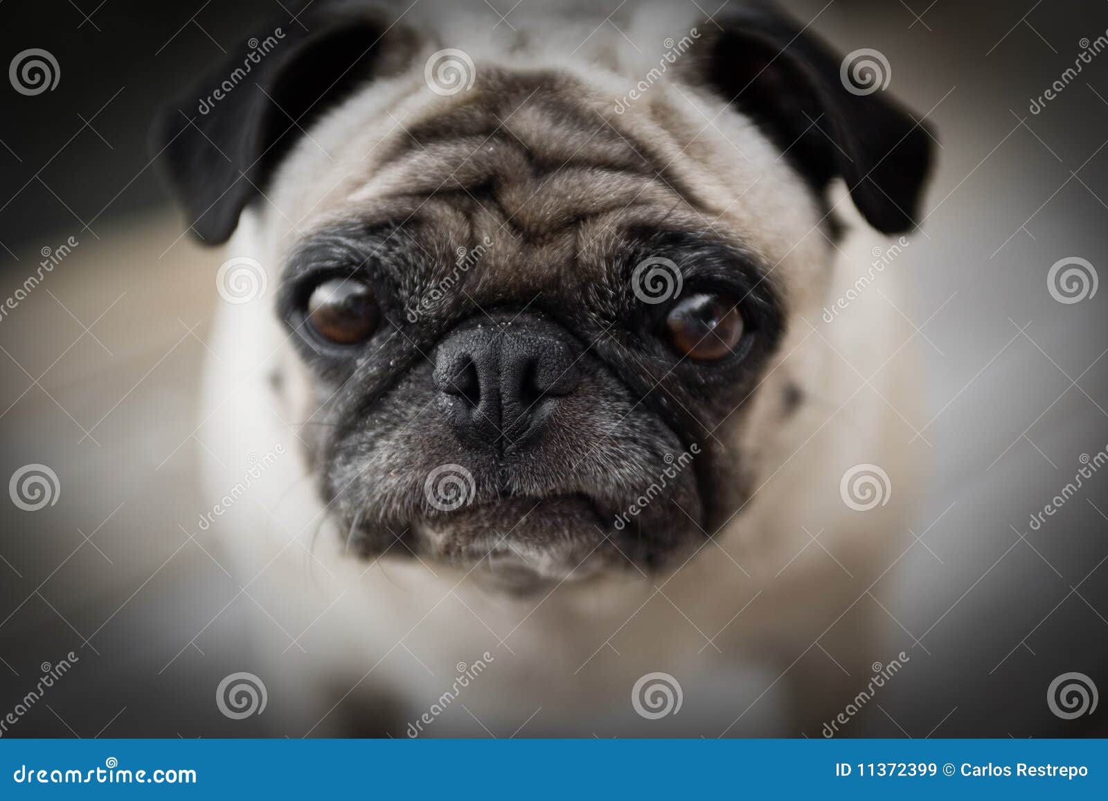 Pug stock image. Image of nose, purebred, eyes, animal - 11372399
