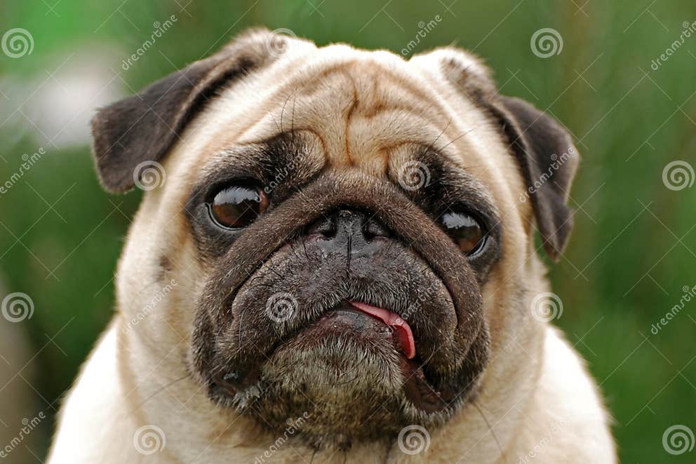 Pug stock image. Image of small, curiosity, spotted, canine - 13067441