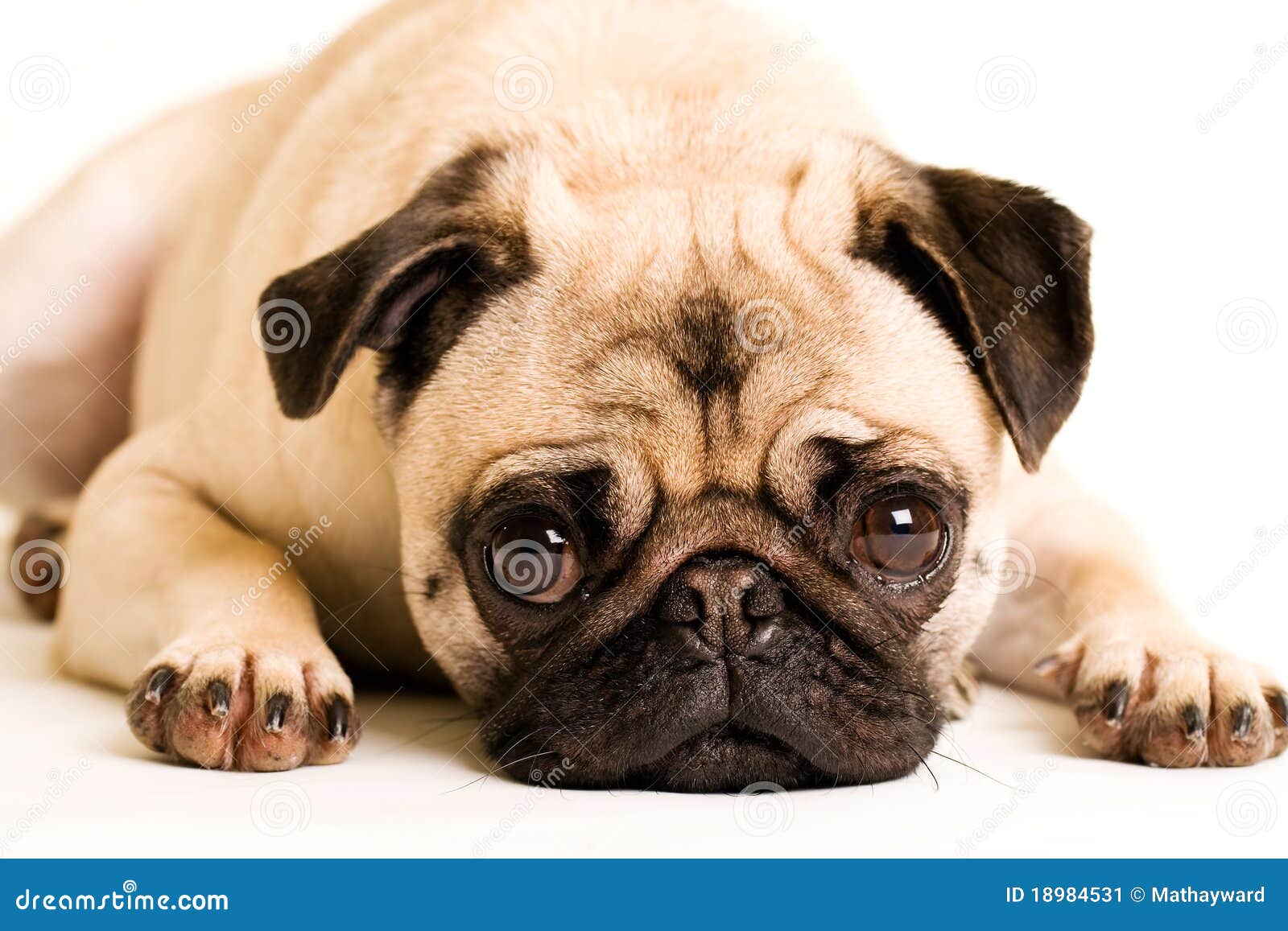 Pug stock image. Image of paws, rest, closeup, face, pleading - 18984531