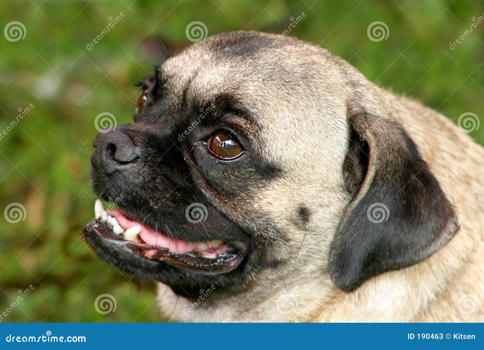 Pug stock image. Image of miniature, short, muzzle, growl - 190463