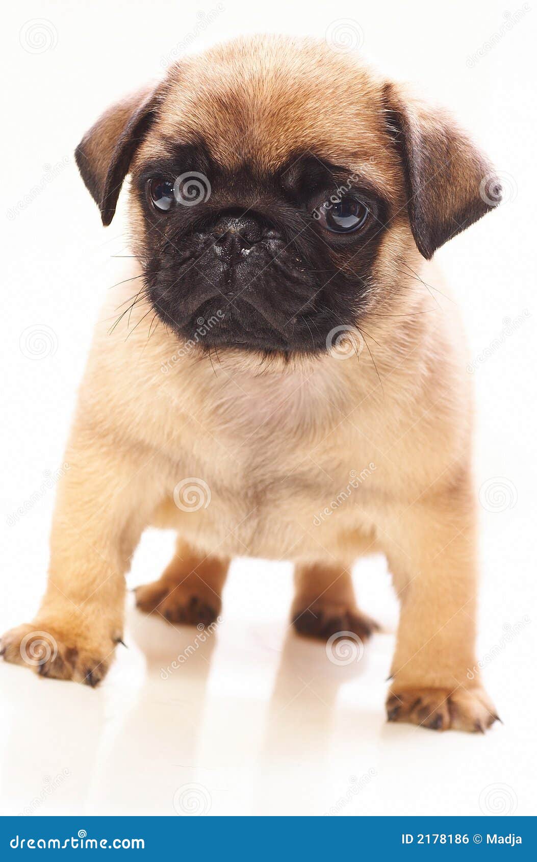Pug stock photo. Image of white, veterinary, young, face - 2178186