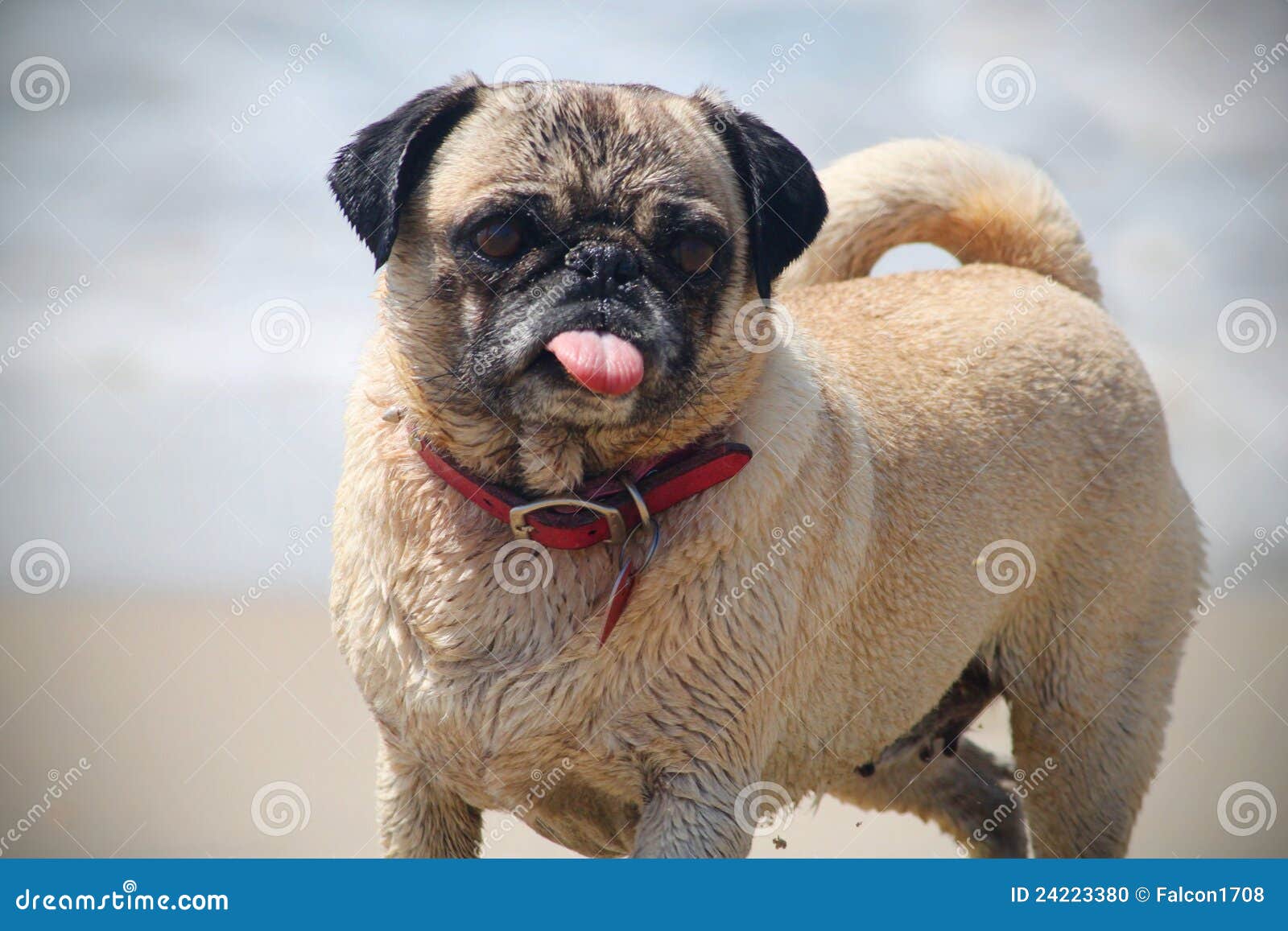 PUG stock photo. Image of sand, outside, tail, beach - 24223380