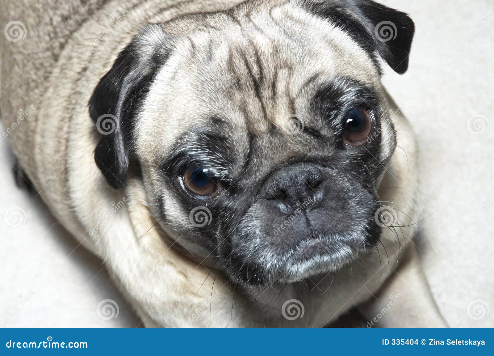 Pug stock photo. Image of face, pooch, canine, ears, look - 335404