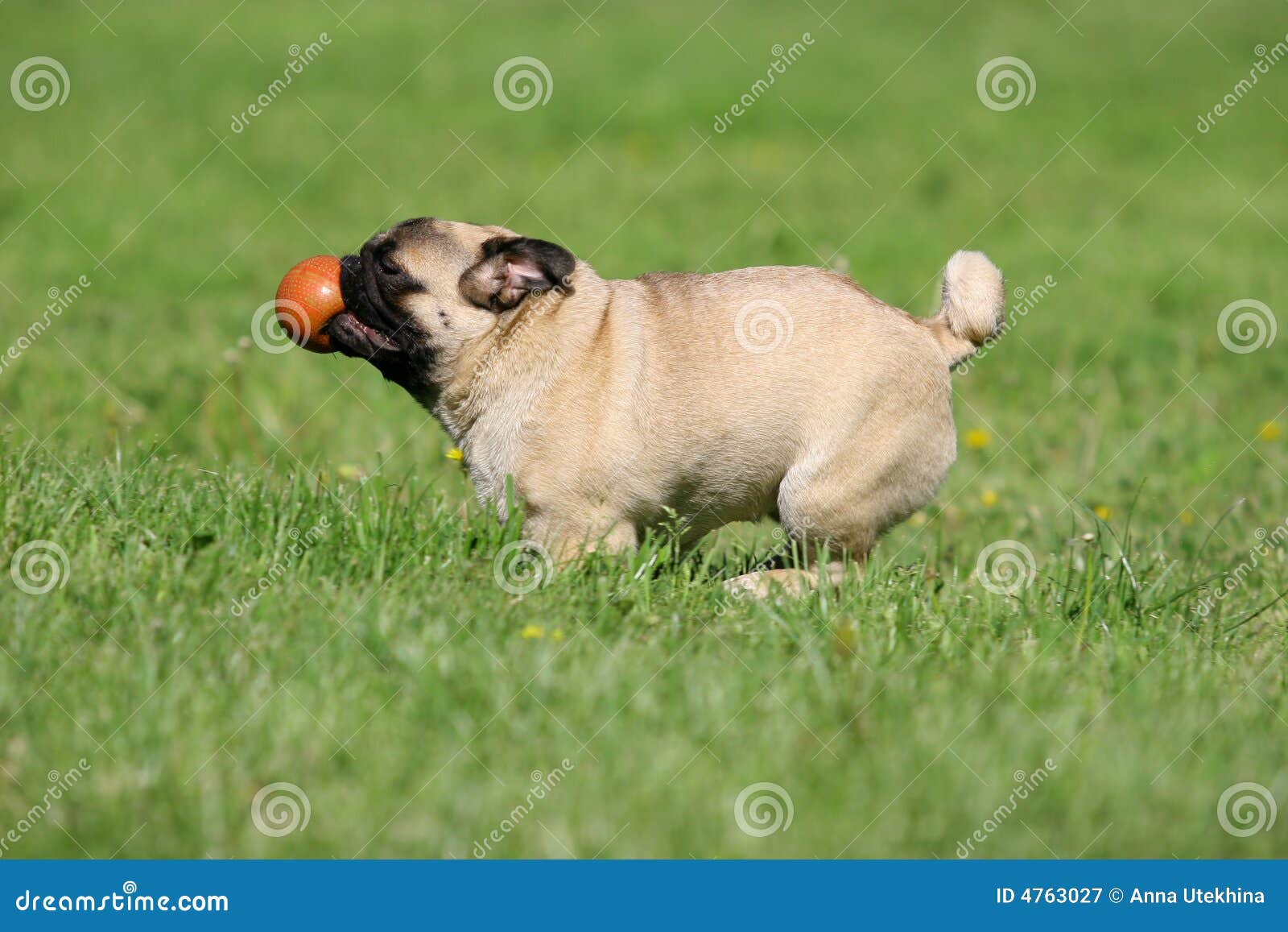 Pug stock image. Image of carnivore, breed, green, aport - 4763027