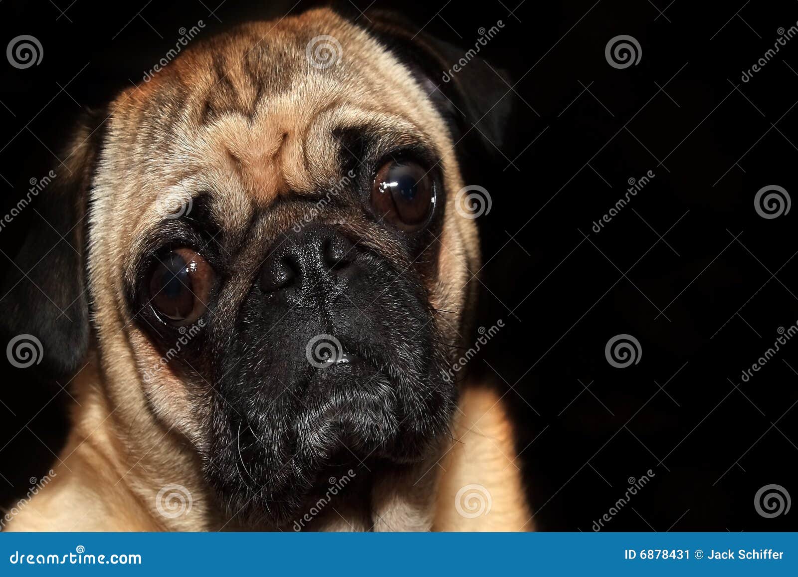 Pug stock image. Image of whiskers, isolated, wrinkels - 6878431