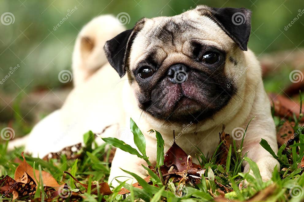 Pug stock photo. Image of adorable, sadness, grooming - 7984876