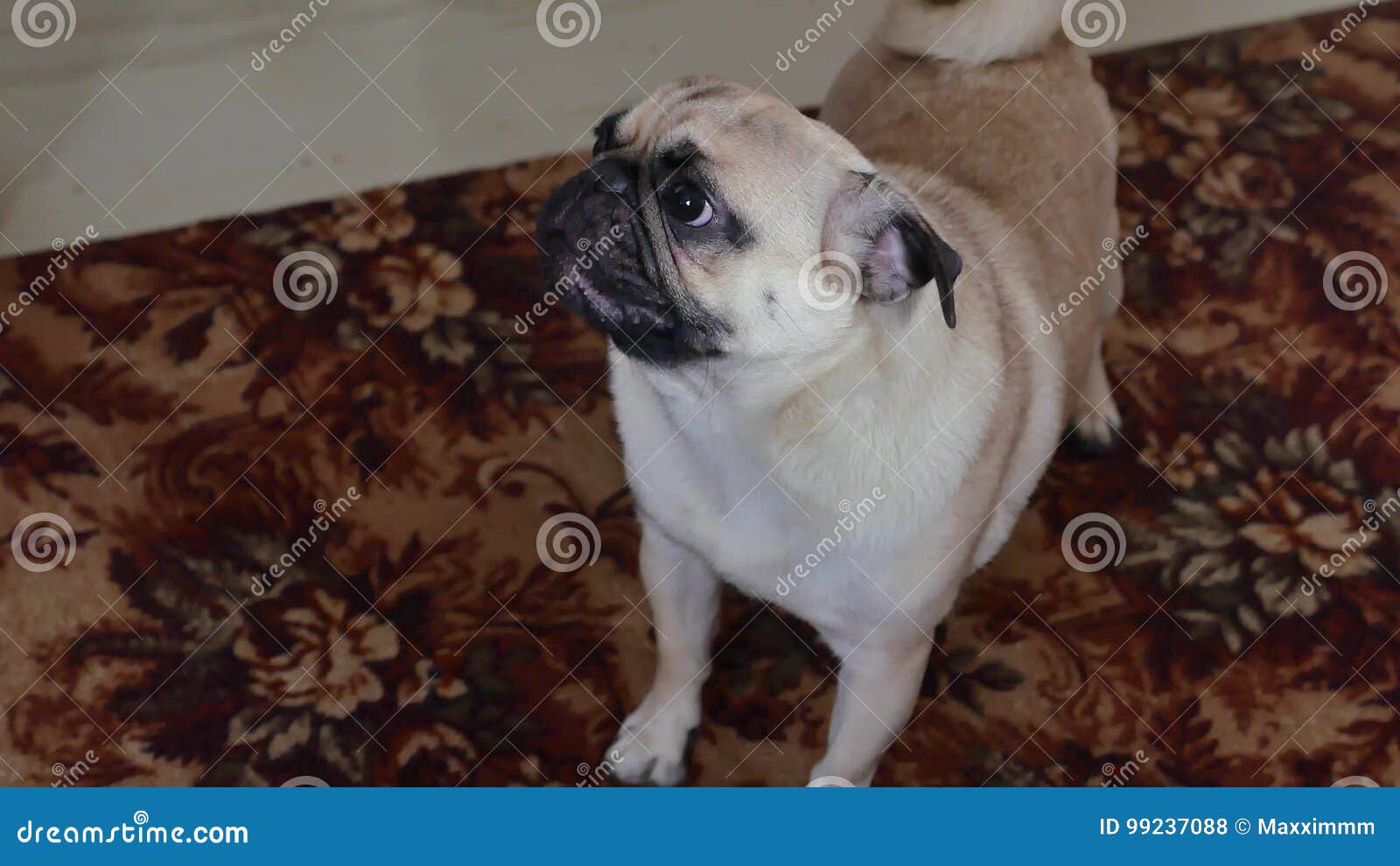 Pug Angry Dog Barking Growls Pet Stock Photo - Image of breed, sitting ...