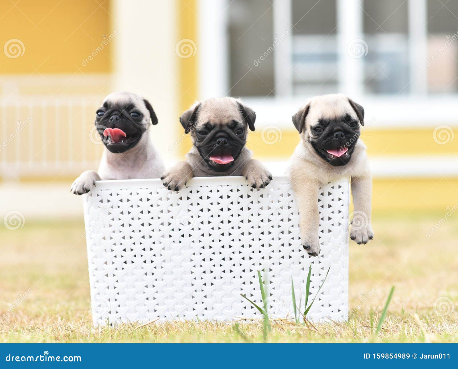 Pug Bonitinho Com Balde Branco Imagem de Stock - Imagem de liberdade ...