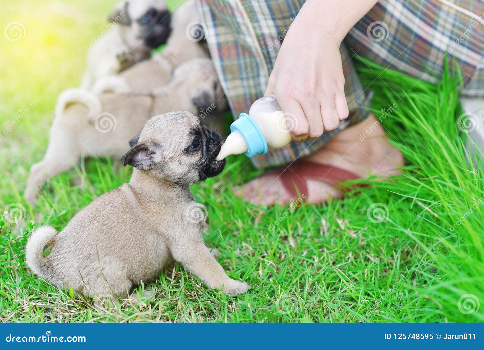 Pug Bonito Dos Cachorrinhos Que Come O Leite Imagem de Stock - Imagem ...