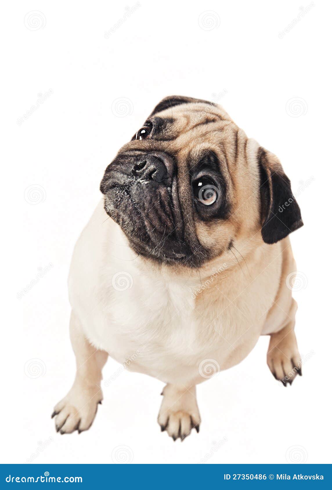 Pug Bonito Isolado No Branco Foto de Stock - Imagem de bege, doméstico ...