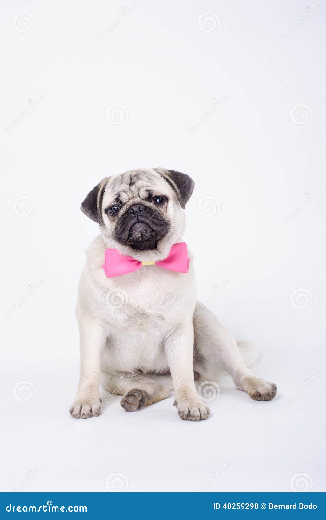 Pug with a bow tie stock photo. Image of people, beauty - 40259298