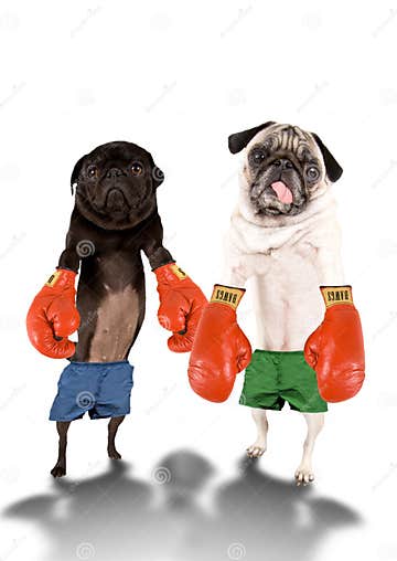 Pug boxers stock photo. Image of mammal, shorts, animal - 14730334