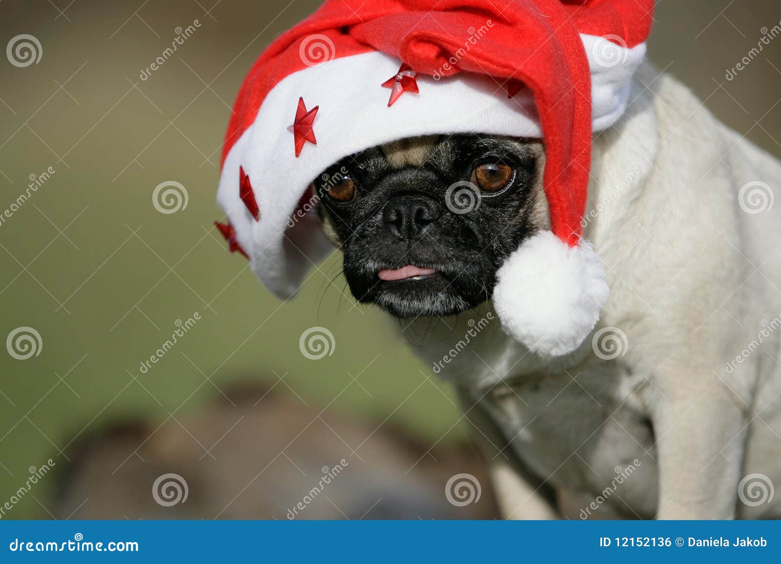 Pug with Cap of Santa Claus Stock Photo - Image of funny, animal: 12152136