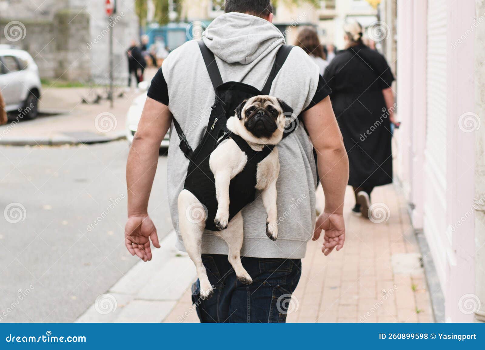 A Pug in a Carrier Behind the Owner Stock Photo - Image of obedient ...