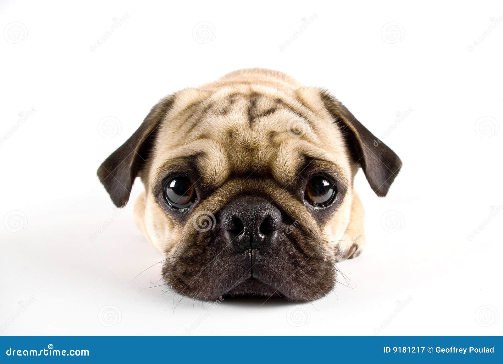5,514 Pug Closeup Photos - Free & Royalty-Free Stock Photos from Dreamstime