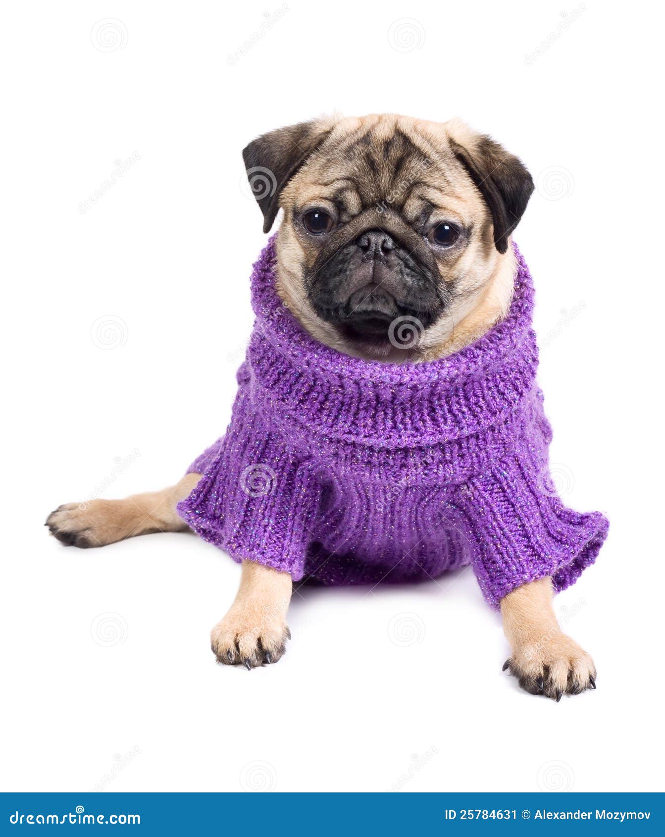 Pug in clothes stock image. Image of clothes, studio - 25784631