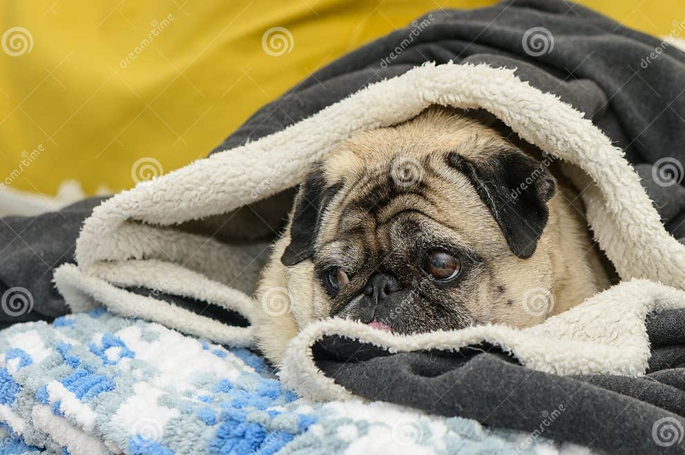 The Pug is Cold. Pug Lying Covered on the Sofa 2 Stock Image - Image of ...
