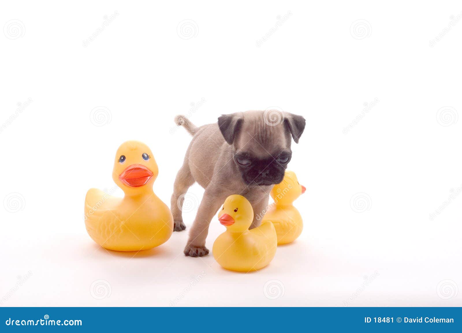 Pug com patos de borracha imagem de stock. Imagem de juventude - 18481